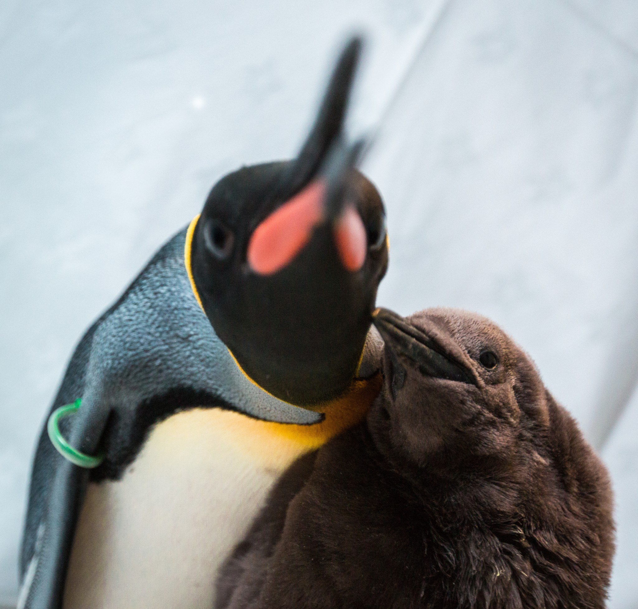 Penguins Debut at Indoor Snow Slope after Flying in to Egypt - InTheSnow