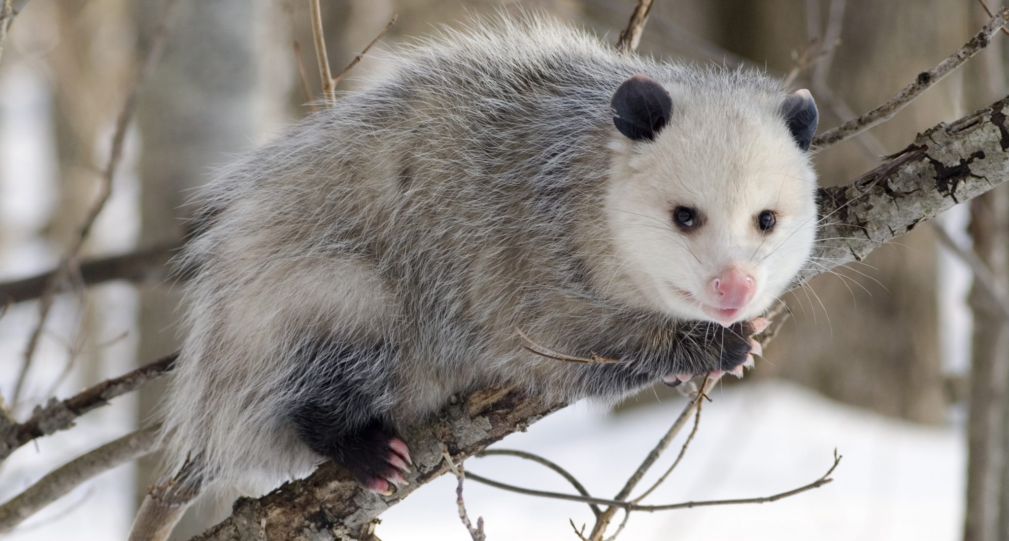 Ski Area Closed after Possums Cut Power For Second Time - InTheSnow